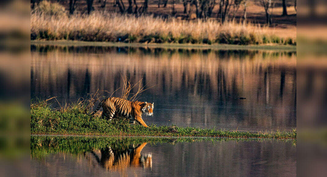 The ferocious swamp tigers of Sundarbans could get extinct in the next ...