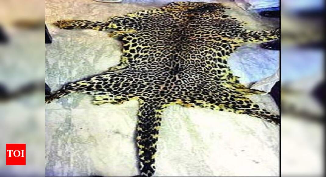 Man caught with leopard skin gets four years in jail | Bareilly News ...