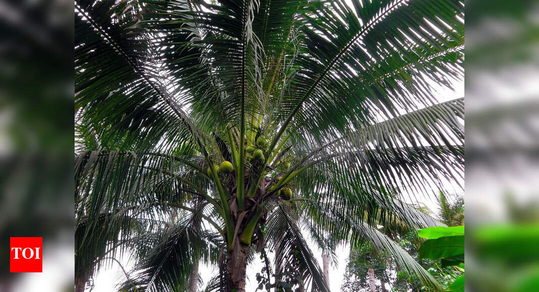 Low coconut yield drives government nuts | Goa News - Times of India