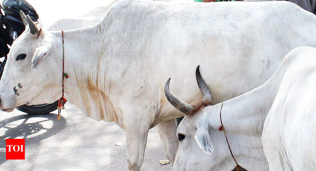 Punjab collects Rs 9.30 crore cow cess in 3 years | Chandigarh News ...