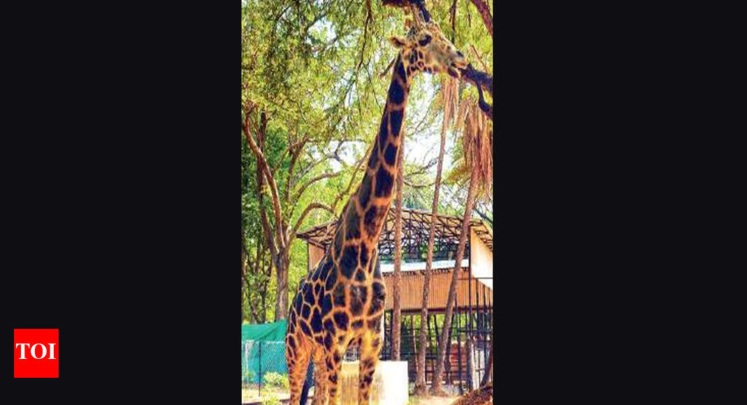 2 Kolkata giraffes to travel 1500 km to Hyderabad | Hyderabad News ...