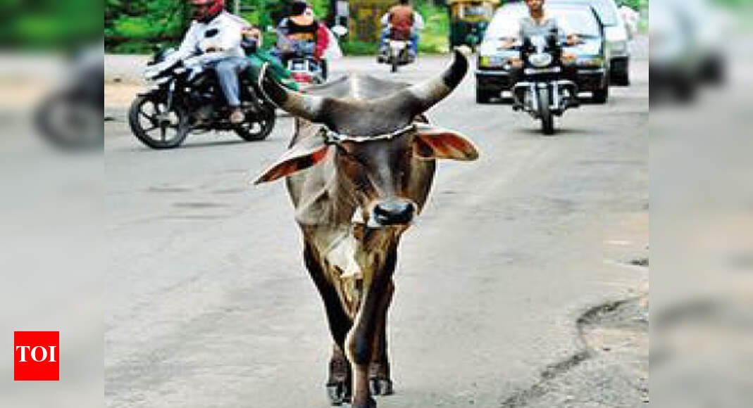 Cops book deceased biker after cow collision | Ahmedabad News - Times ...