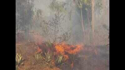 Foresters struggle to extinguish fire in Muttati Range | Mysuru News ...