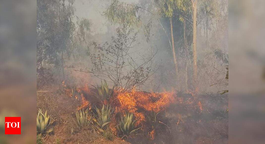 Foresters struggle to extinguish fire in Muttati Range | Mysuru News ...