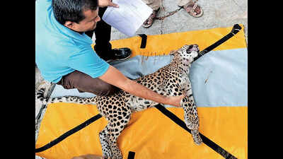 Accident-hit paralysed leopard cub to be back on feet soon | Pune News ...