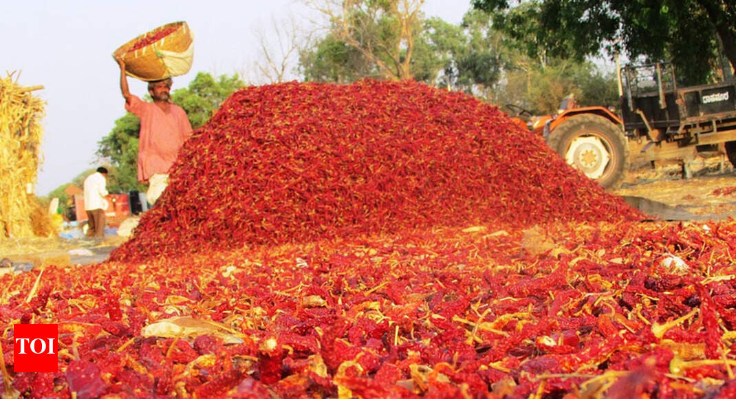 Leaf curl virus nips hopes of chilli farmers in bud stage | Vijayawada ...