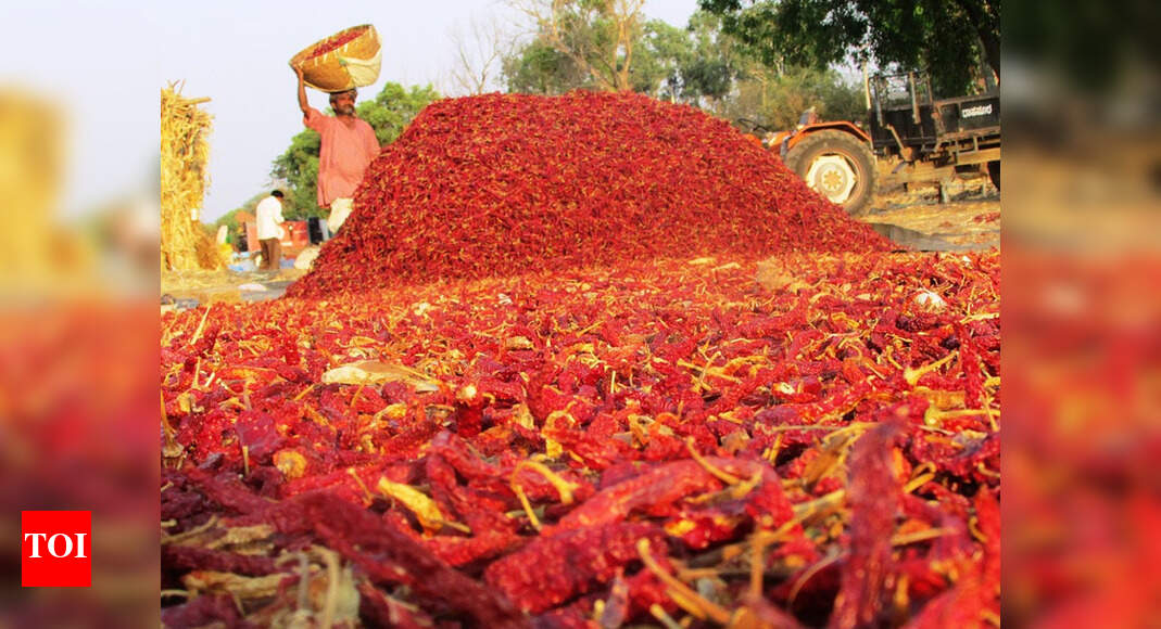 Leaf curl virus nips hopes of chilli farmers in bud stage | Vijayawada ...