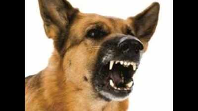 AMC ropes in four more agencies to sterilize dogs | Ahmedabad News ...