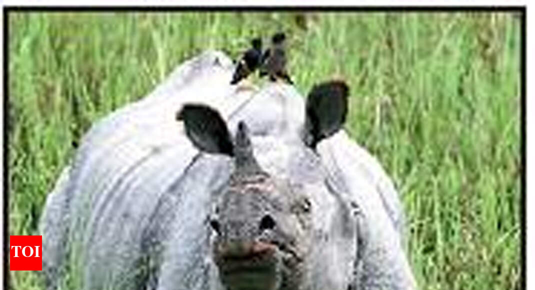 North Bengal rhino count up 12% in 4 years, now at 280 | Kolkata News ...