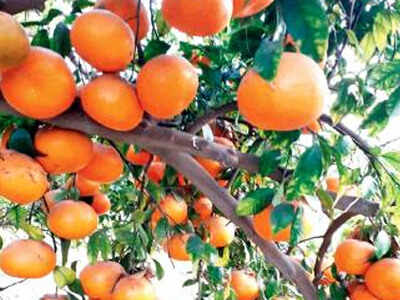 Punjab: Good kinnow crop this year, but salinity poses a challenge ...