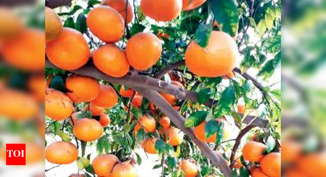 Punjab: Good kinnow crop this year, but salinity poses a challenge ...