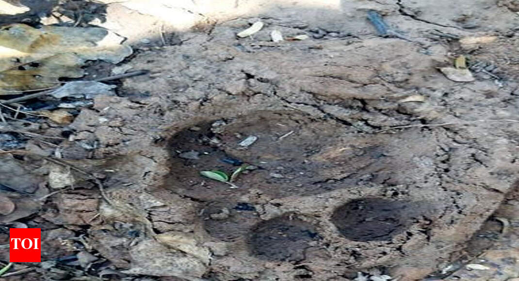Claims on cub’s pugmarks keep foresters busy | Vadodara News - Times of ...
