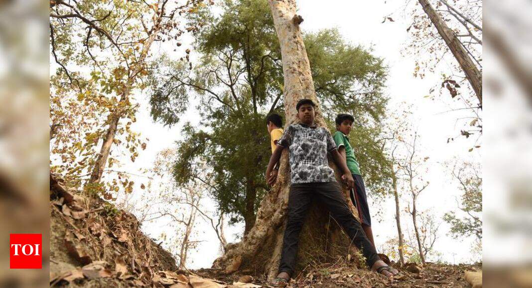 Tree huggers of Bharat Nagar | Nagpur News - Times of India