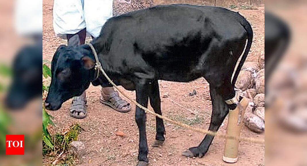 Prosthetic hind limb gives Kerala cow a leg-up | Kozhikode News - Times ...