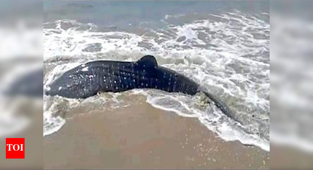 15-foot whale shark stranded on shore near Dhanushkodi swims back to ...