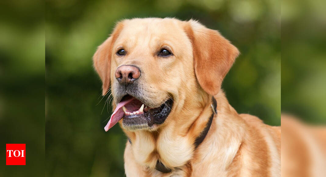Vaccine crunch adds towoes of dog bite victims | Aurangabad News ...