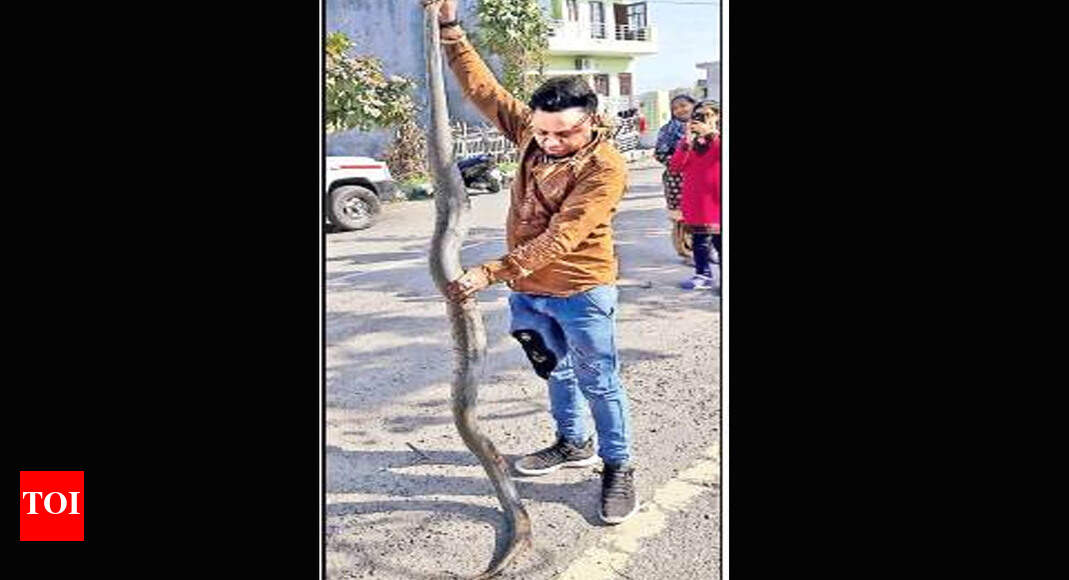 Python rescued from Panchkula Sector 28 | Chandigarh News - Times of India