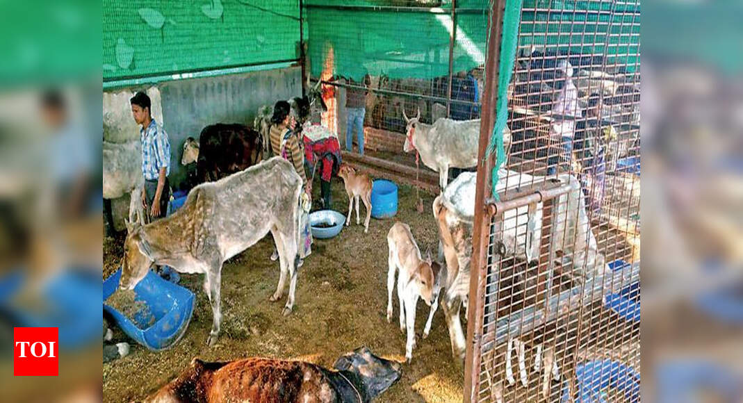 Greater Noida cow shelter overcrowded with strays, 200 die in two ...