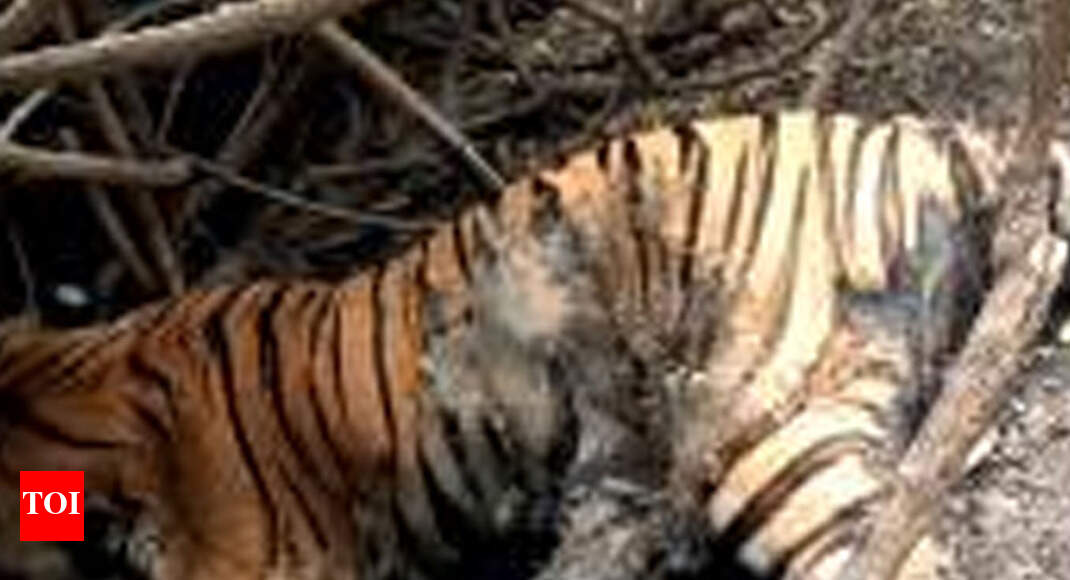 Tiger that trekked from MP to Gujarat died of starvation: Post-mortem ...