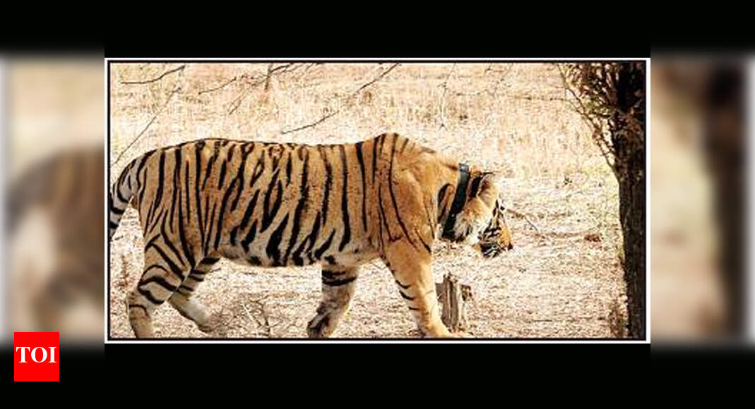 Tiger fitted with radio collar released in Mukundra Hills | Jaipur News ...