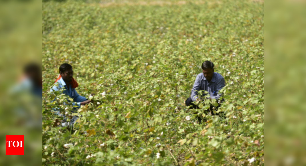 8 million farmers to benefit as Bt cotton seed price reduced | India ...