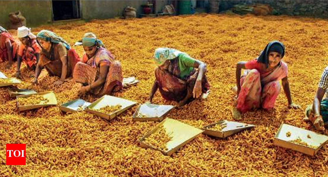 A golden opportunity for Erode manjal? | Erode News - Times of India