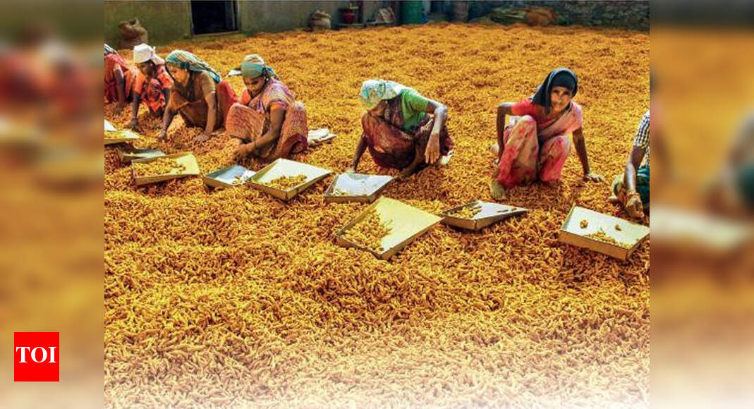 A golden opportunity for Erode manjal? | Erode News - Times of India