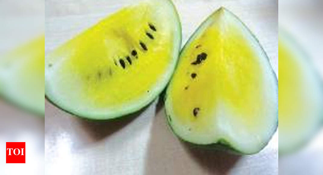 No repeat buyers for unique golden melons | Goa News - Times of India
