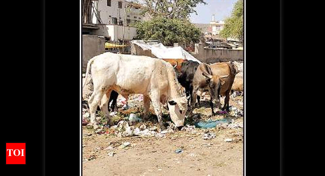 JMC to fine firm for stray cattle on streets | Jaipur News - Times of India