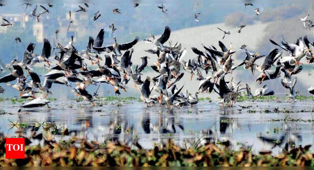 Okhla Bird Sanctuary: Rush to Okhla: Migratory birds to stay only 2 ...