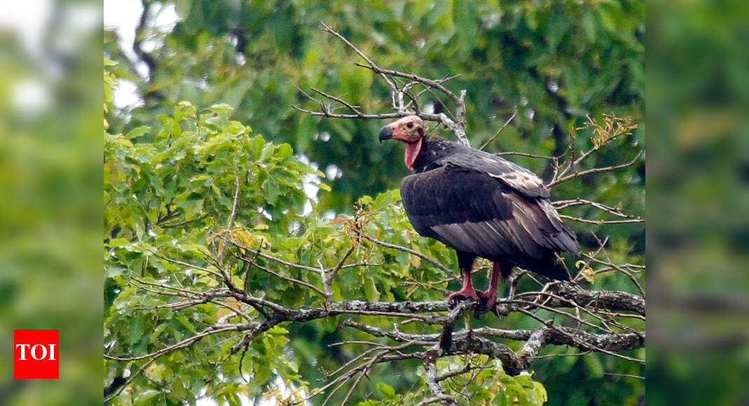 In Swachh city, ‘restaurant’ for vultures? | Indore News - Times of India