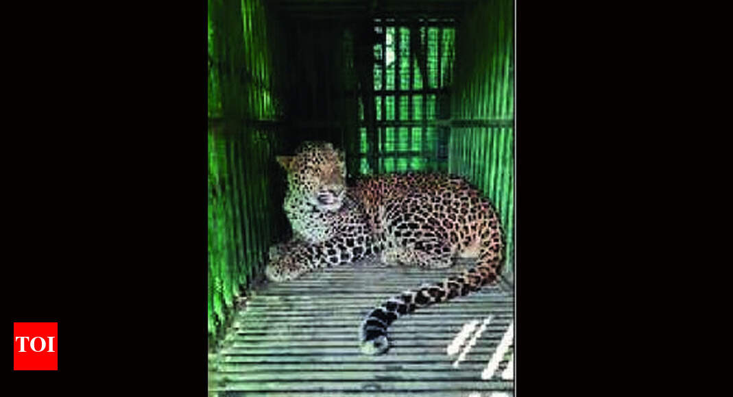 Leopard enters house in Palitana | Rajkot News - Times of India