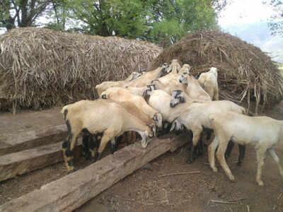 24 goats die as they eat poisonous plants | Salem News - Times of India