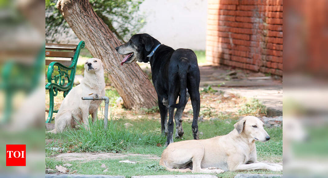 Stray dog menace haunts RK Naidu layout residents | Coimbatore News ...