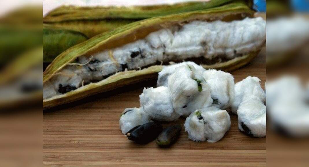 Ice Cream Bean Fruit's Health Benefits