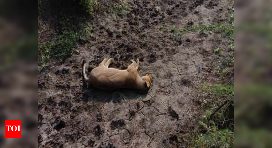 Lion cub found dead in Gujarat's Gir forest | Ahmedabad News - Times of ...