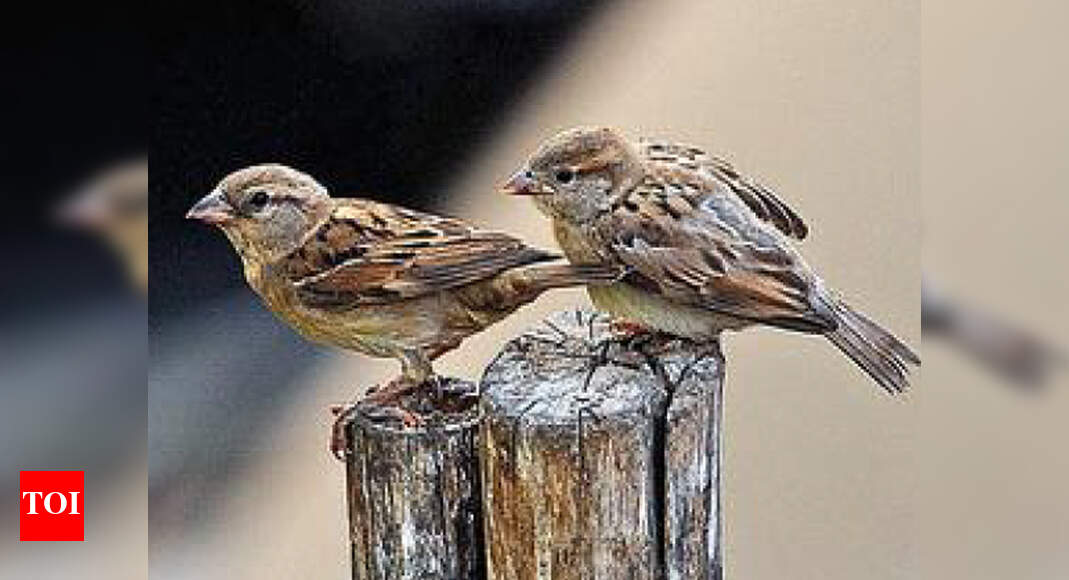 World Sparrow Day: Chennai: Students develop app to map house sparrows ...
