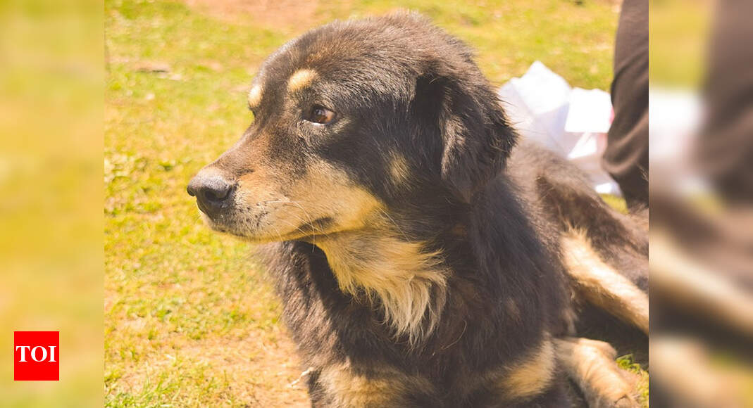 Thane Nine year old Needs Nine Stitches After Stray Dog Bites Her Thane News Times Of India thane-nine-year-old-needs-nine-stitches-after-stray-dog-bites-her-thane-news-times-of-india