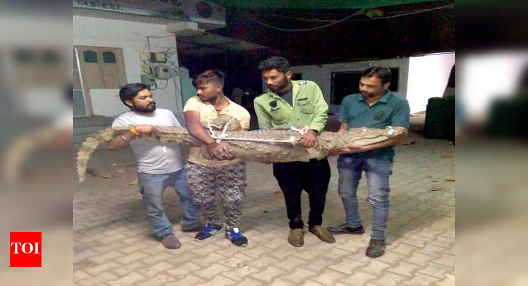 Two crocodiles rescued near Halol | Vadodara News - Times of India