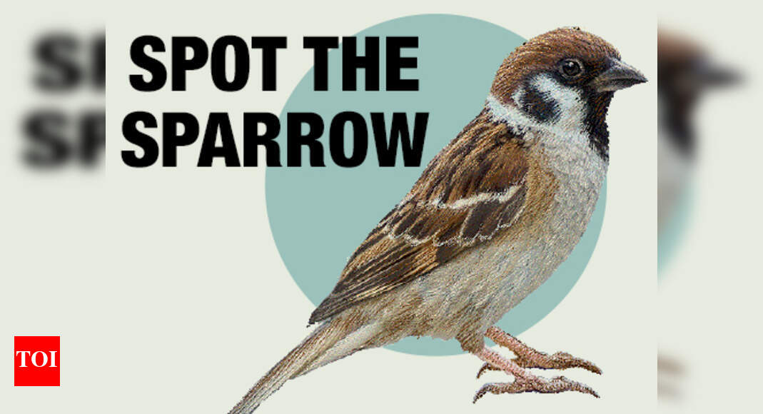 Infographic: World Sparrow Day 2019: Will sparrows return to our home ...