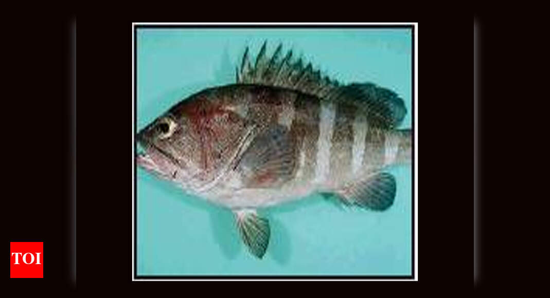 Grouper fish gets new IUCN status | Kochi News - Times of India