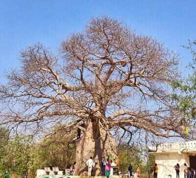 Vadodara’s 950 years of tree legacy | Vadodara News - Times of India