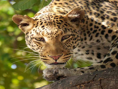 Villagers spot leopard, trap set up in Pathardi | Nashik News - Times ...
