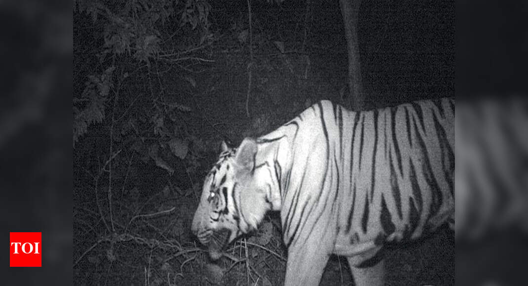 ‘Tiger starved to death in Gujarat’ | Ahmedabad News - Times of India