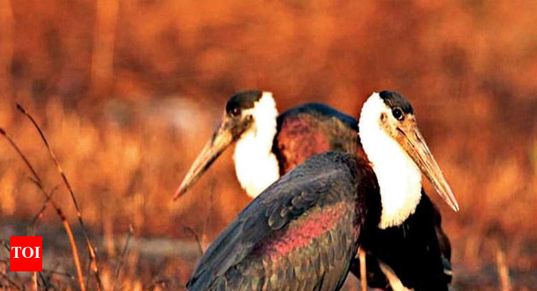 Two new species spotted in Aralam sanctuary | Kozhikode News - Times of ...