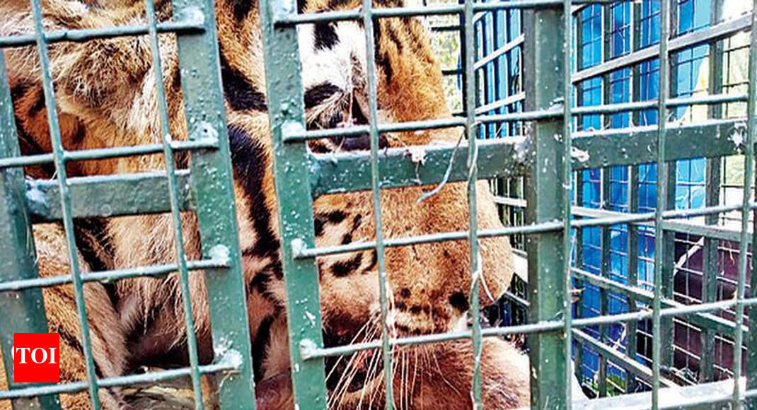 Straying tiger captured by forest officers in Wayanad ...