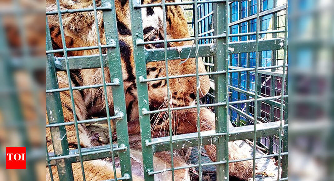 Straying tiger captured by forest officers in Wayanad ...