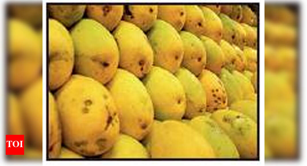 Mango reigns supreme as season begins | Coimbatore News - Times of India