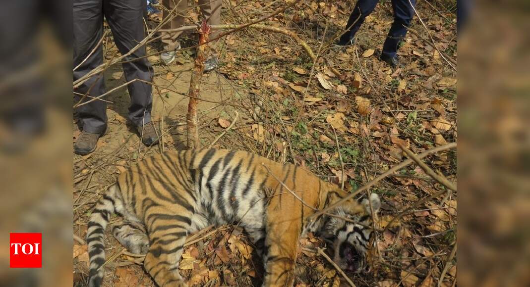 Snared tiger dies during ‘rescue’ operation in Kheri | Bareilly News ...