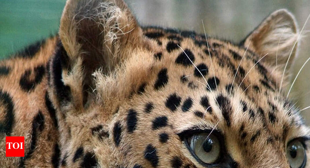 47 leopards seen on camera at National Park, up by 6 in a year | Mumbai ...